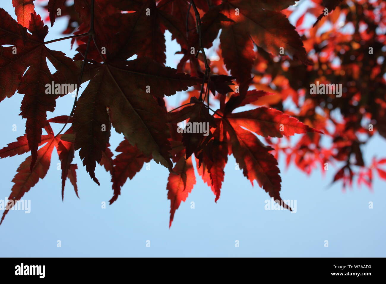 The leaves of a healthy Japanese Maple Tree, red emperor maple, palmate ...