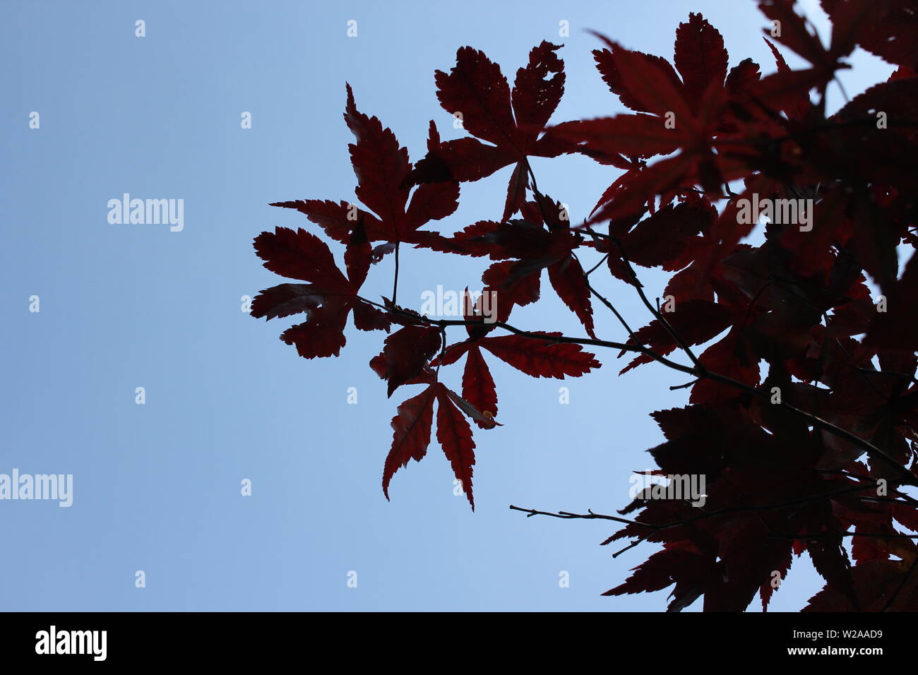 The leaves of a healthy Japanese Maple Tree, red emperor maple, palmate ...