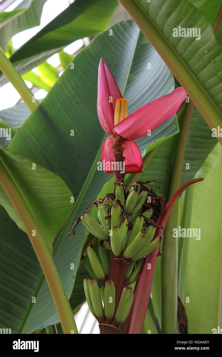 Bananenpisang hi-res stock photography and images - Alamy