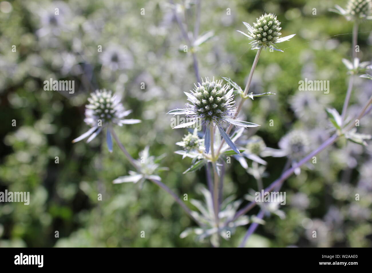 Beautiful Eryngium maritimum, sea holly, seaside eryngo Stock Photo - Alamy