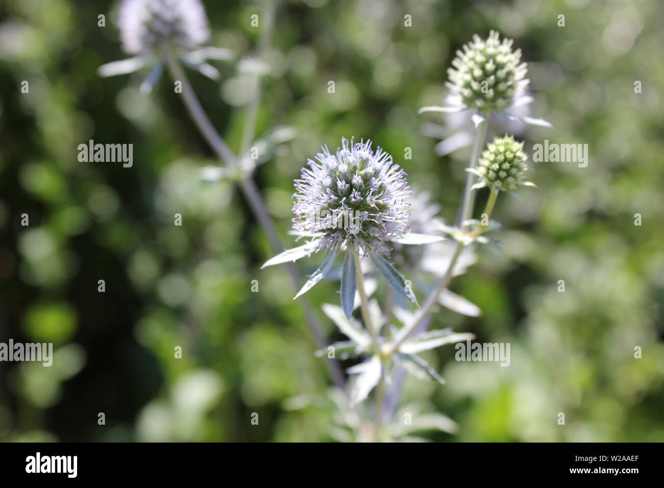 Beautiful Eryngium maritimum, sea holly, seaside eryngo Stock Photo - Alamy