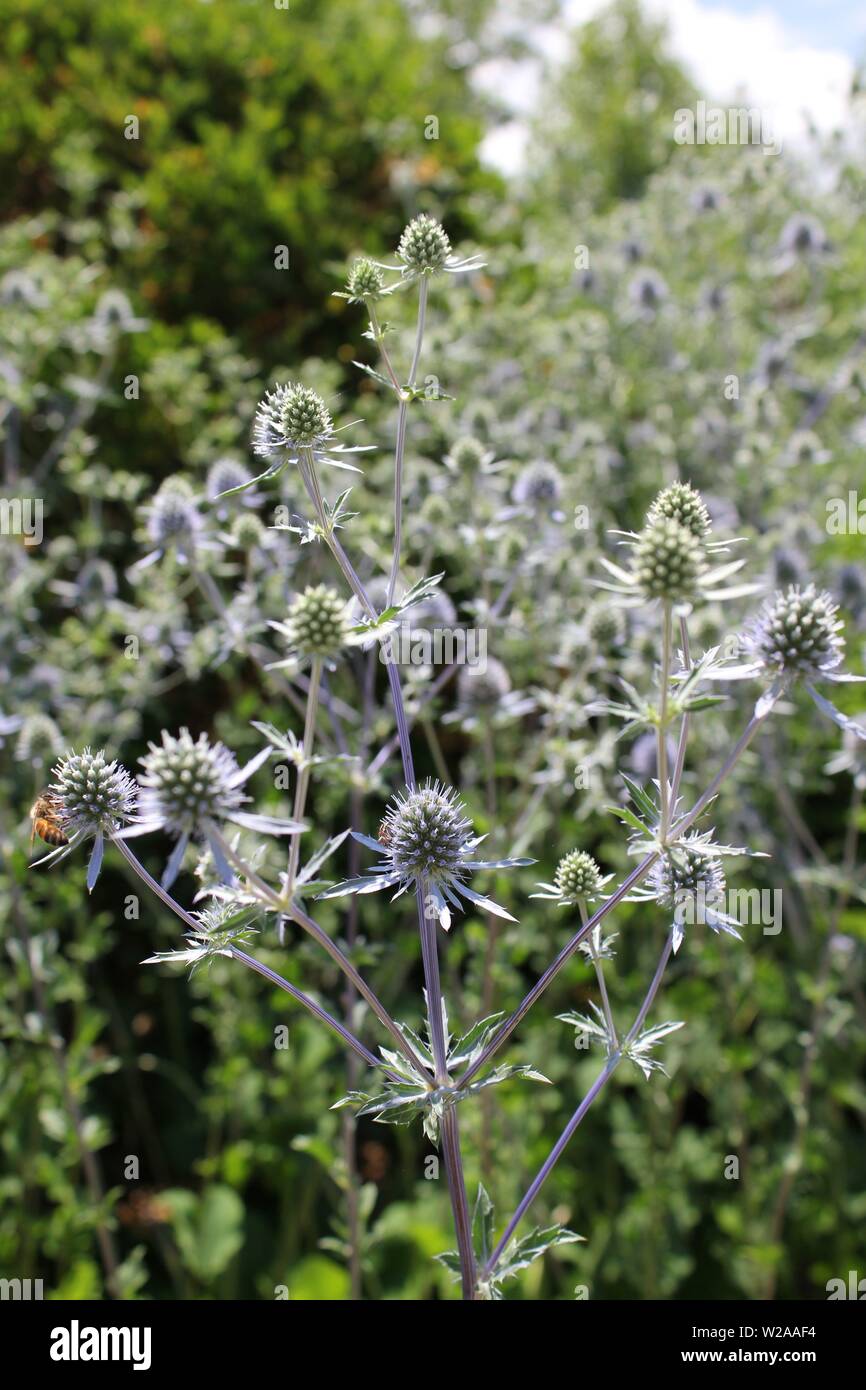 Beautiful Eryngium maritimum, sea holly, seaside eryngo Stock Photo - Alamy