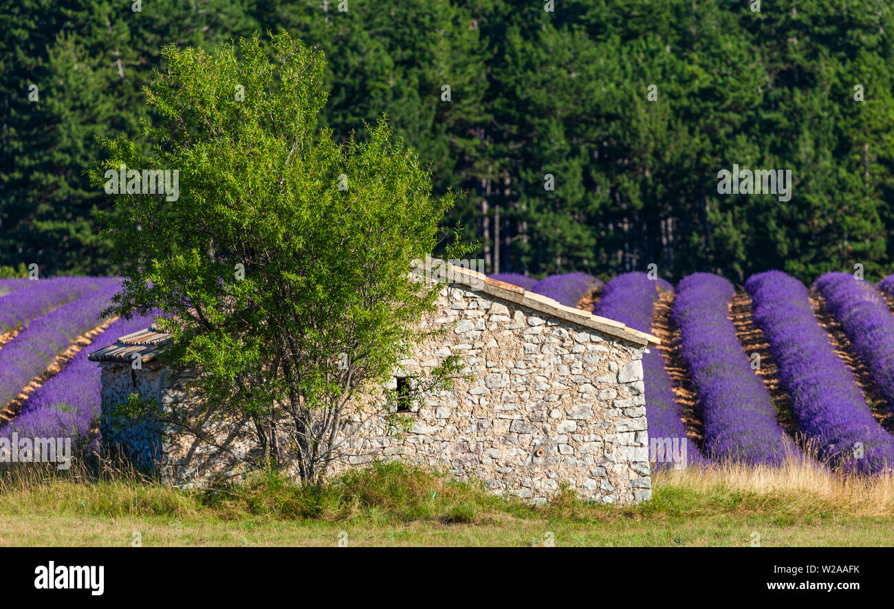 Lavender fields in Provence. Summertime Stock Photo - Alamy