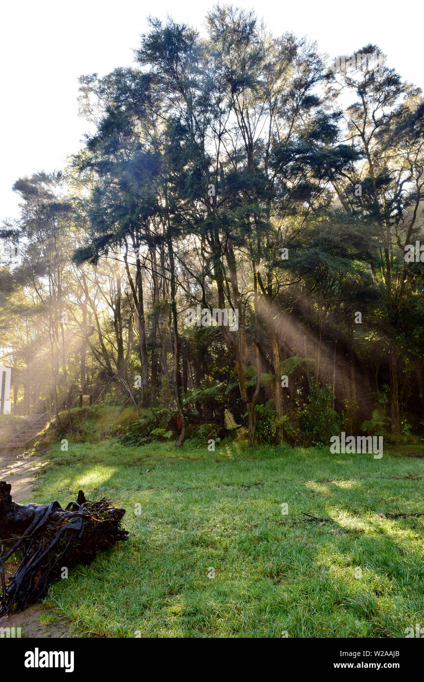 Sun shining through a tree Stock Photo - Alamy
