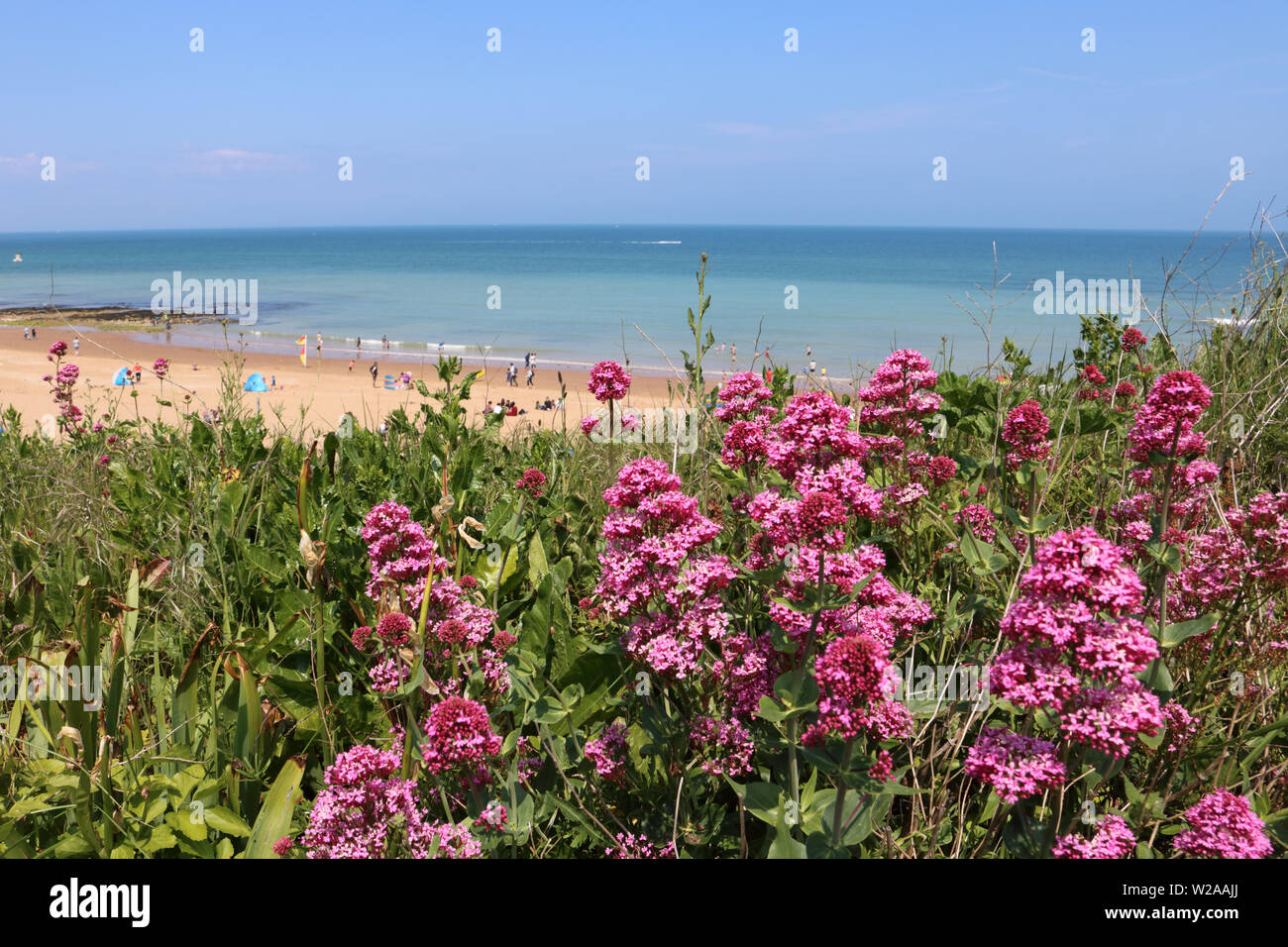 Flowers Growing On The Beach