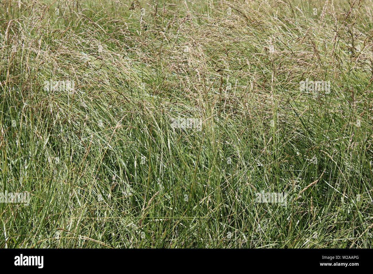 Summer field full of natural grasses Stock Photo - Alamy