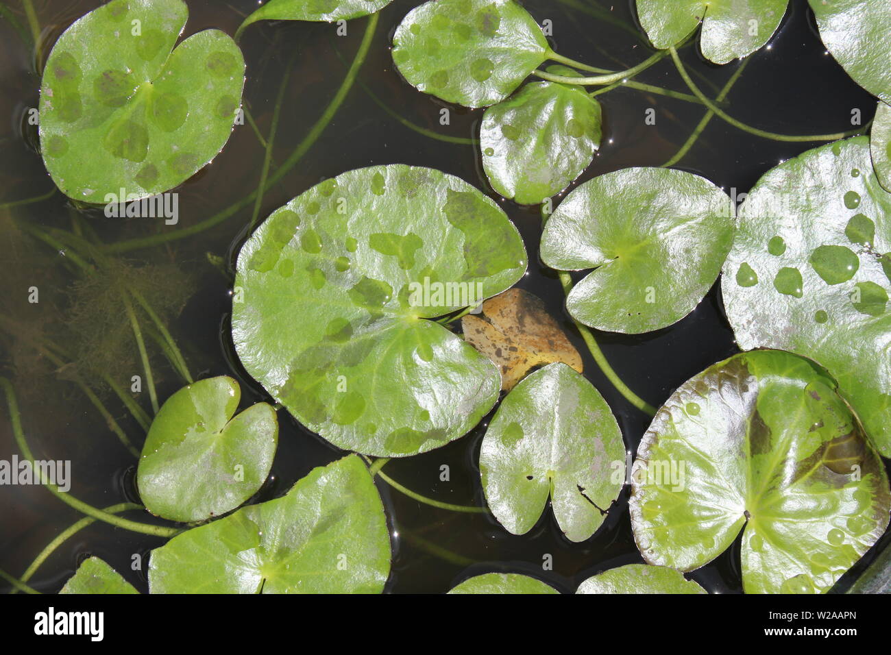 Beautiful summer lily pads floating in the water Stock Photo - Alamy