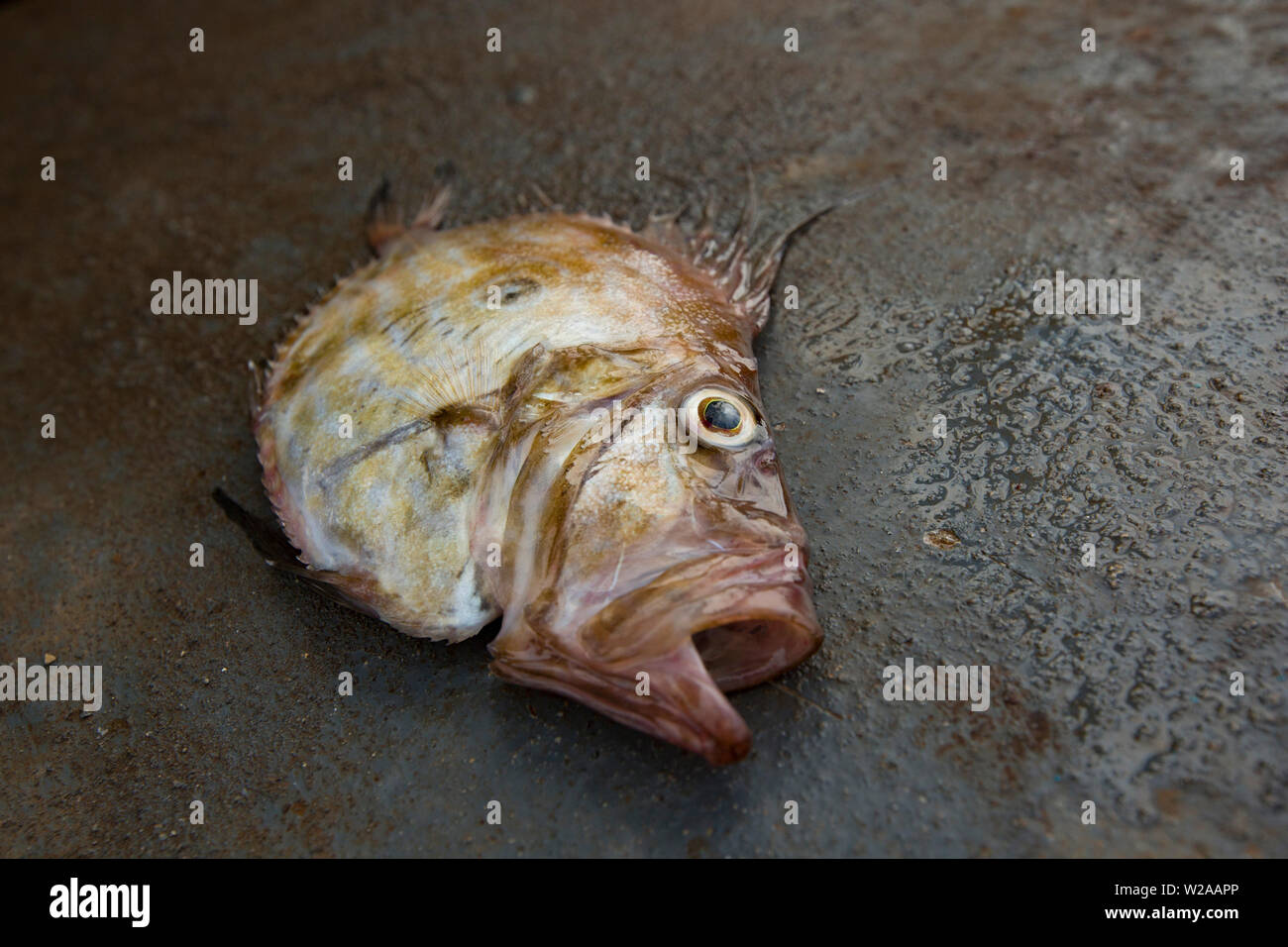 Fresh john dory fish hi-res stock photography and images - Alamy