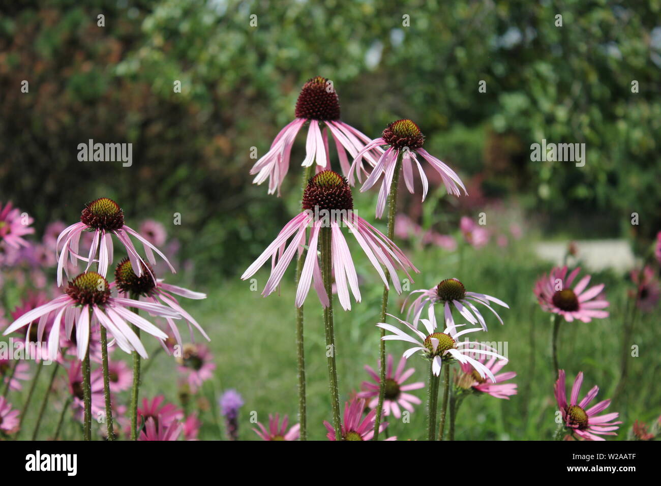 Beautiful summer coneflowers, Echinacea purpurea, growing wild in a ...