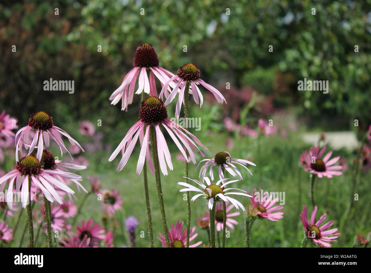 Beautiful summer coneflowers, Echinacea purpurea, growing wild in a ...
