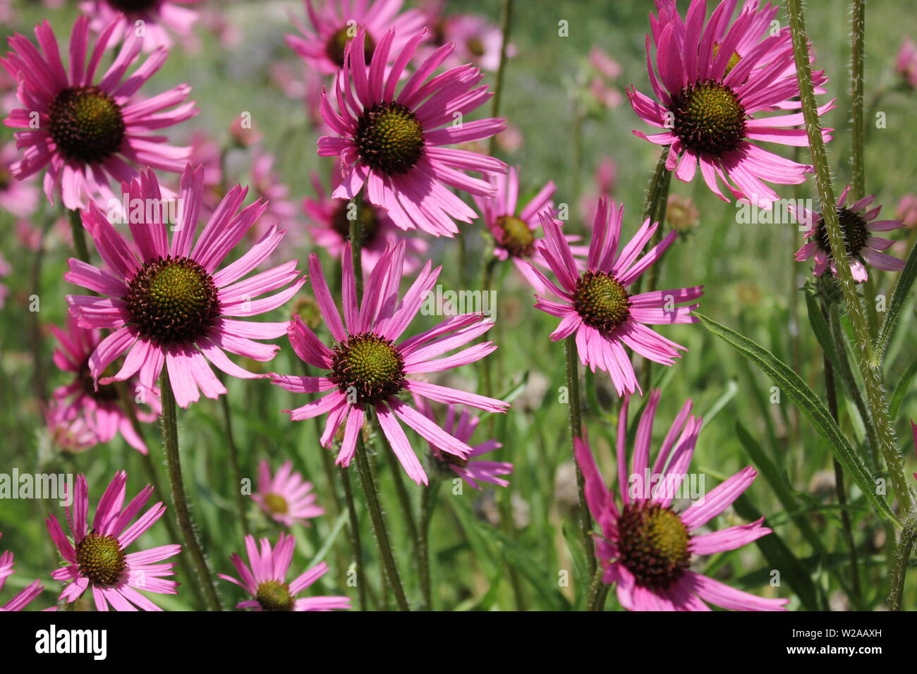 Beautiful summer coneflowers, Echinacea purpurea, growing wild in a ...