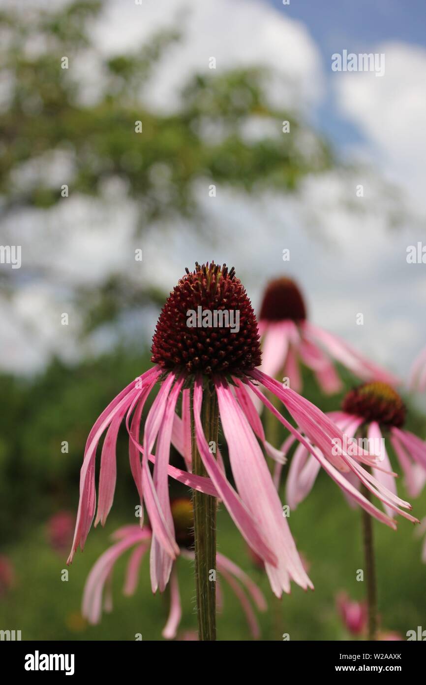 Beautiful summer coneflowers, Echinacea purpurea, growing wild in a ...