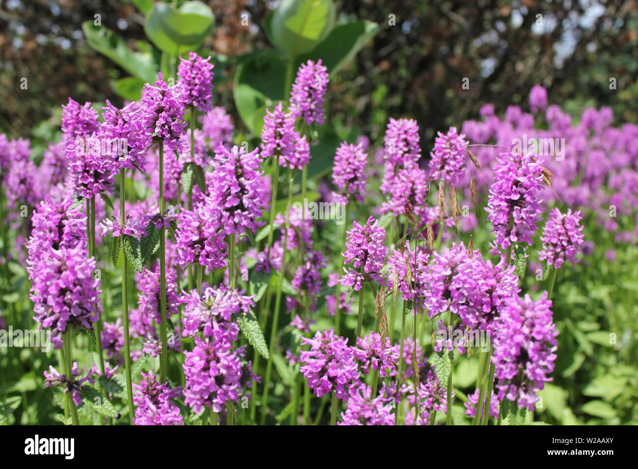 Beautiful field full of purple flower towers growing in the bright ...