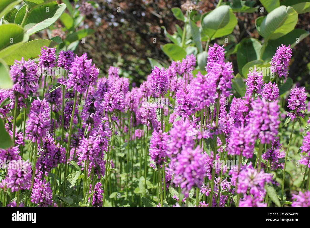 Beautiful field full of purple flower towers growing in the bright ...