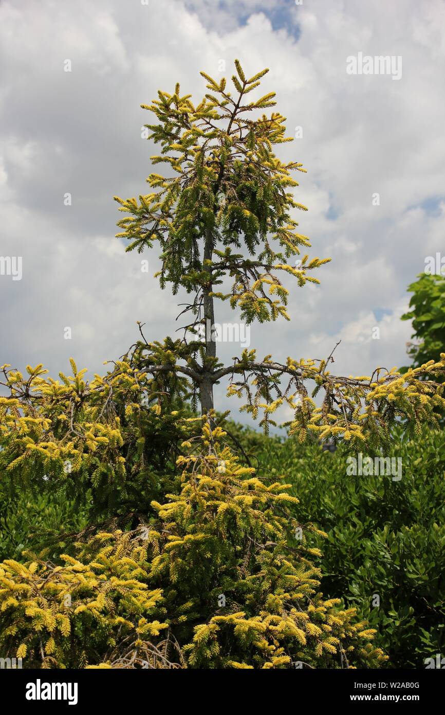 Green pine tree growing in the summer sun Stock Photo - Alamy
