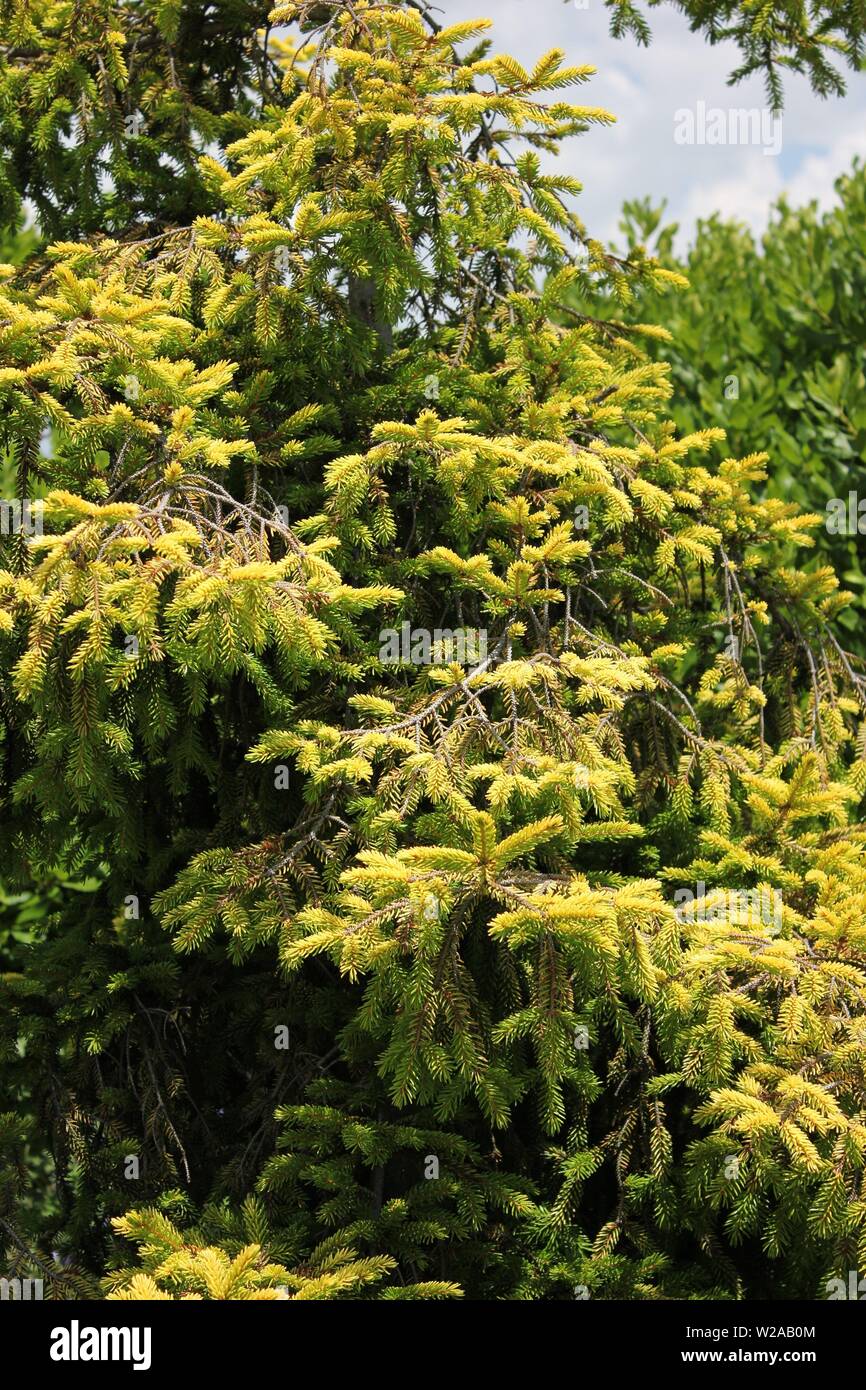 Green pine tree growing in the summer sun Stock Photo - Alamy