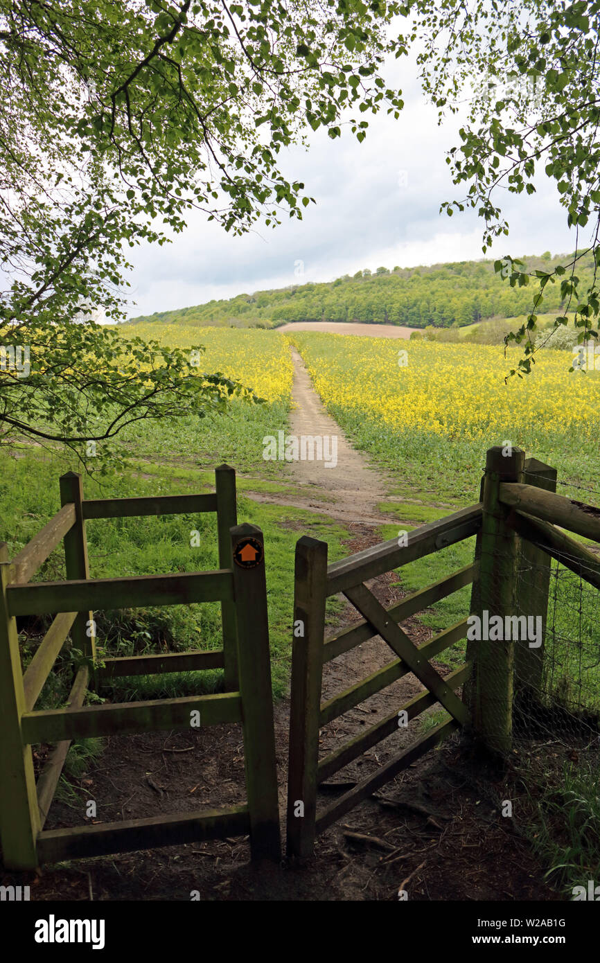 Gate and public footpath through farmland in the Surrey countryside ...