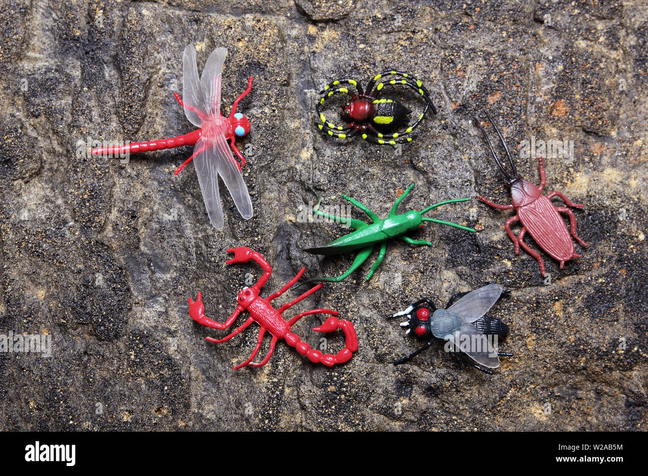 Variety of insects hi-res stock photography and images - Alamy