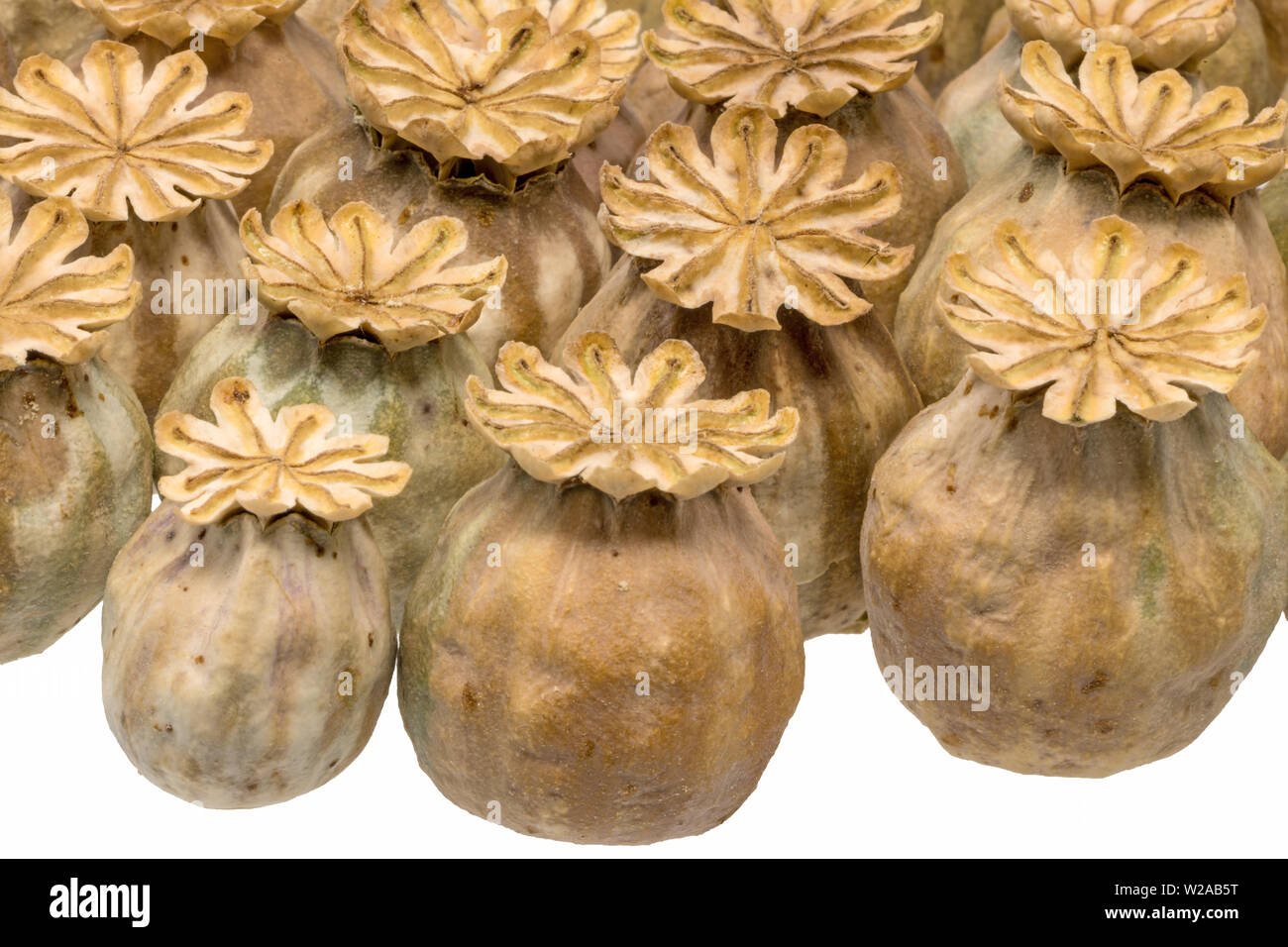 Dry poppy pods with seeds hi-res stock photography and images - Alamy