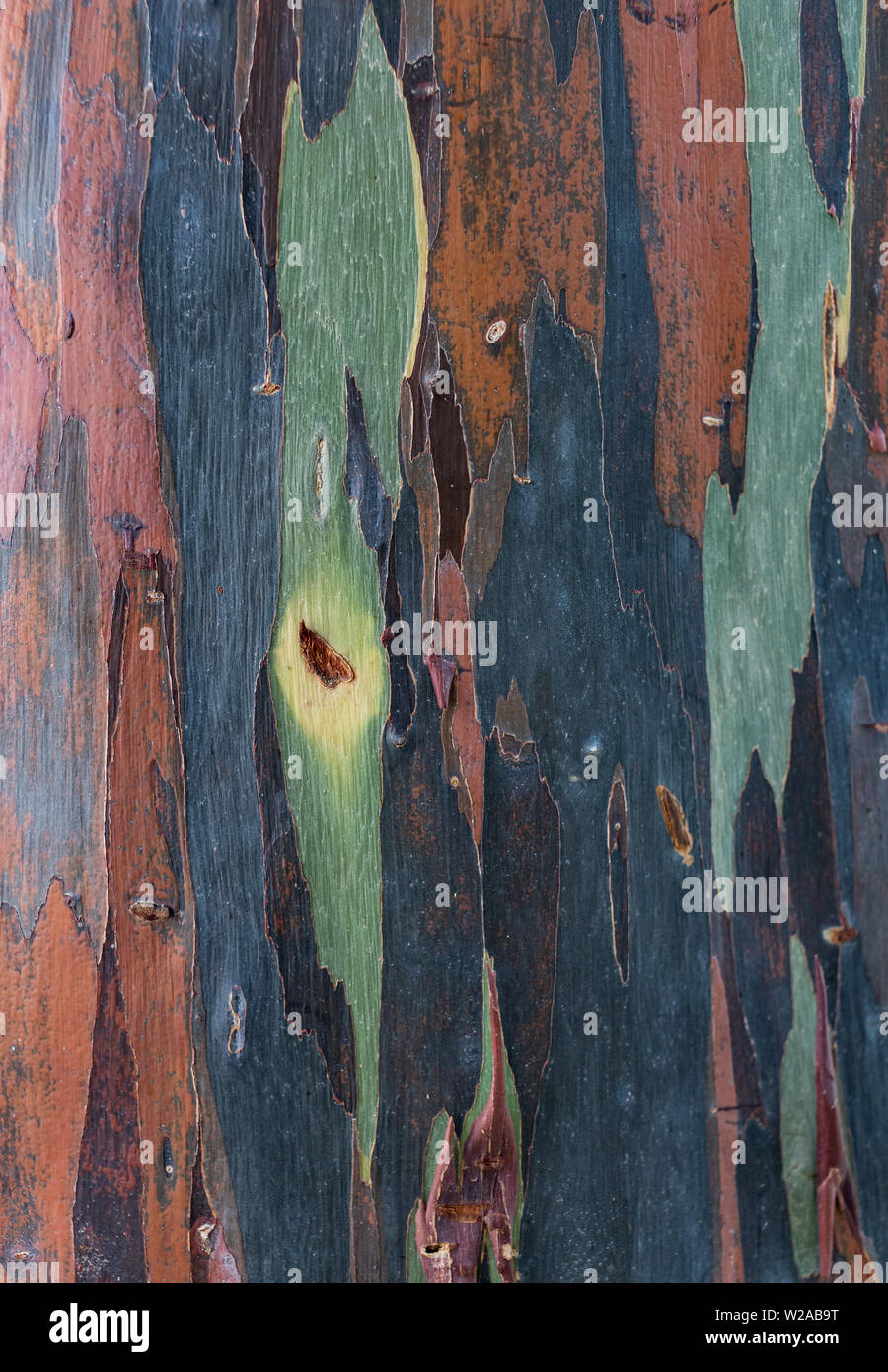 Tropical hardwood tree hi-res stock photography and images - Alamy