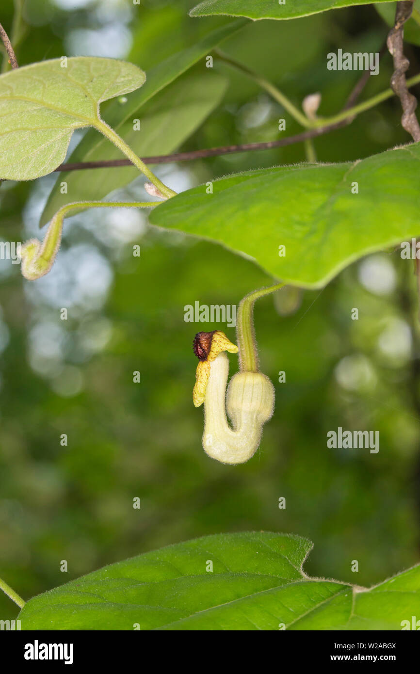 Woolly Dutchmans Pipe High Resolution Stock Photography and Images - Alamy