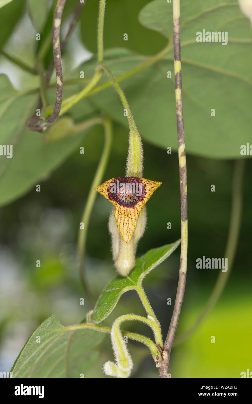 Pipe Vine Flower High Resolution Stock Photography and Images - Alamy