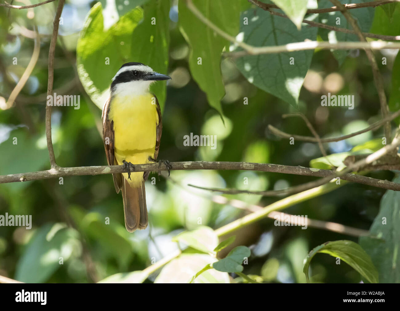 Kiskadee bird hi-res stock photography and images - Alamy