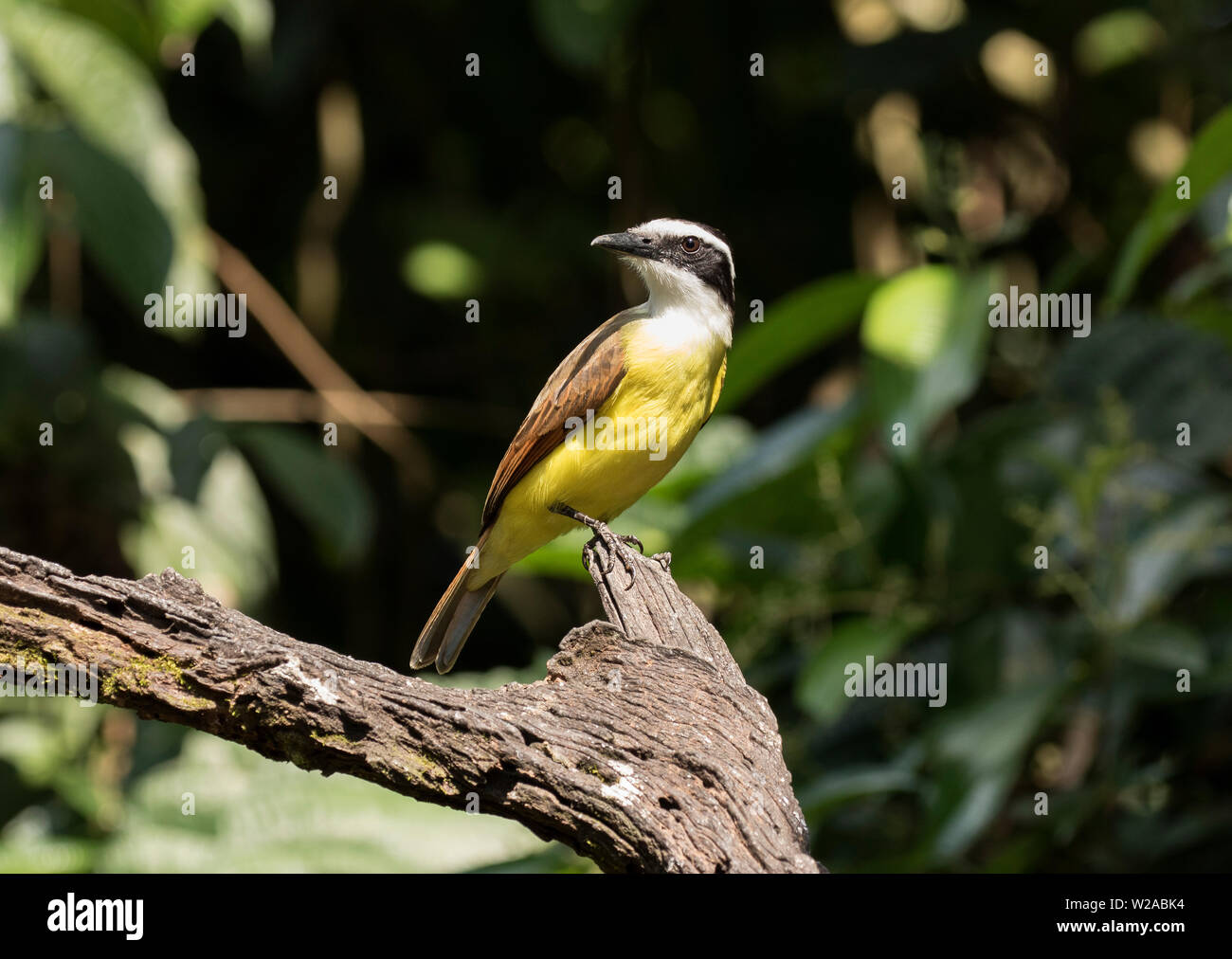 Kiskadee bird hi-res stock photography and images - Alamy