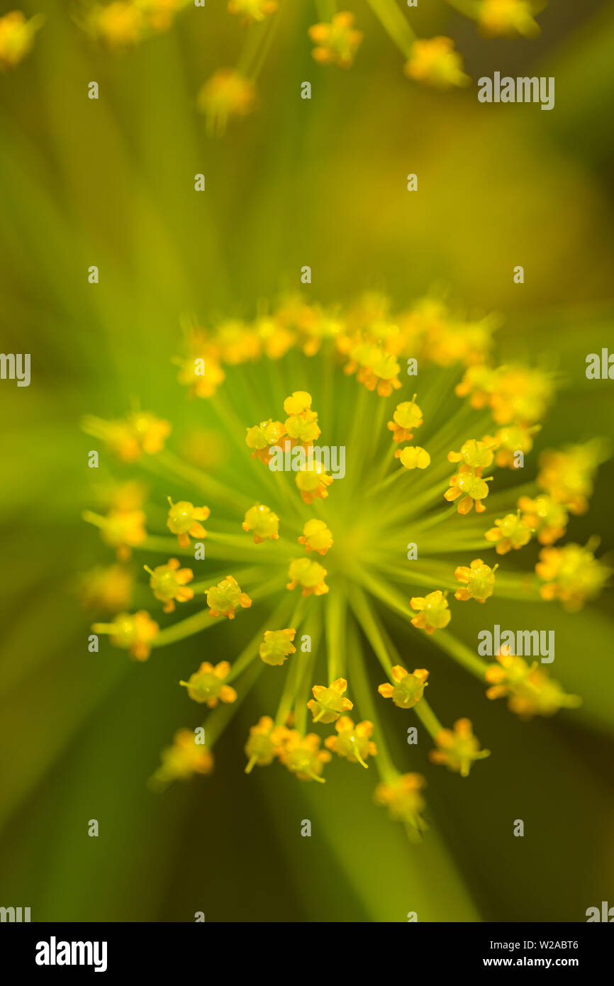 FENNEL - HINOJO (Foeniculum vulgare), Campanarios de Azaba Biological ...