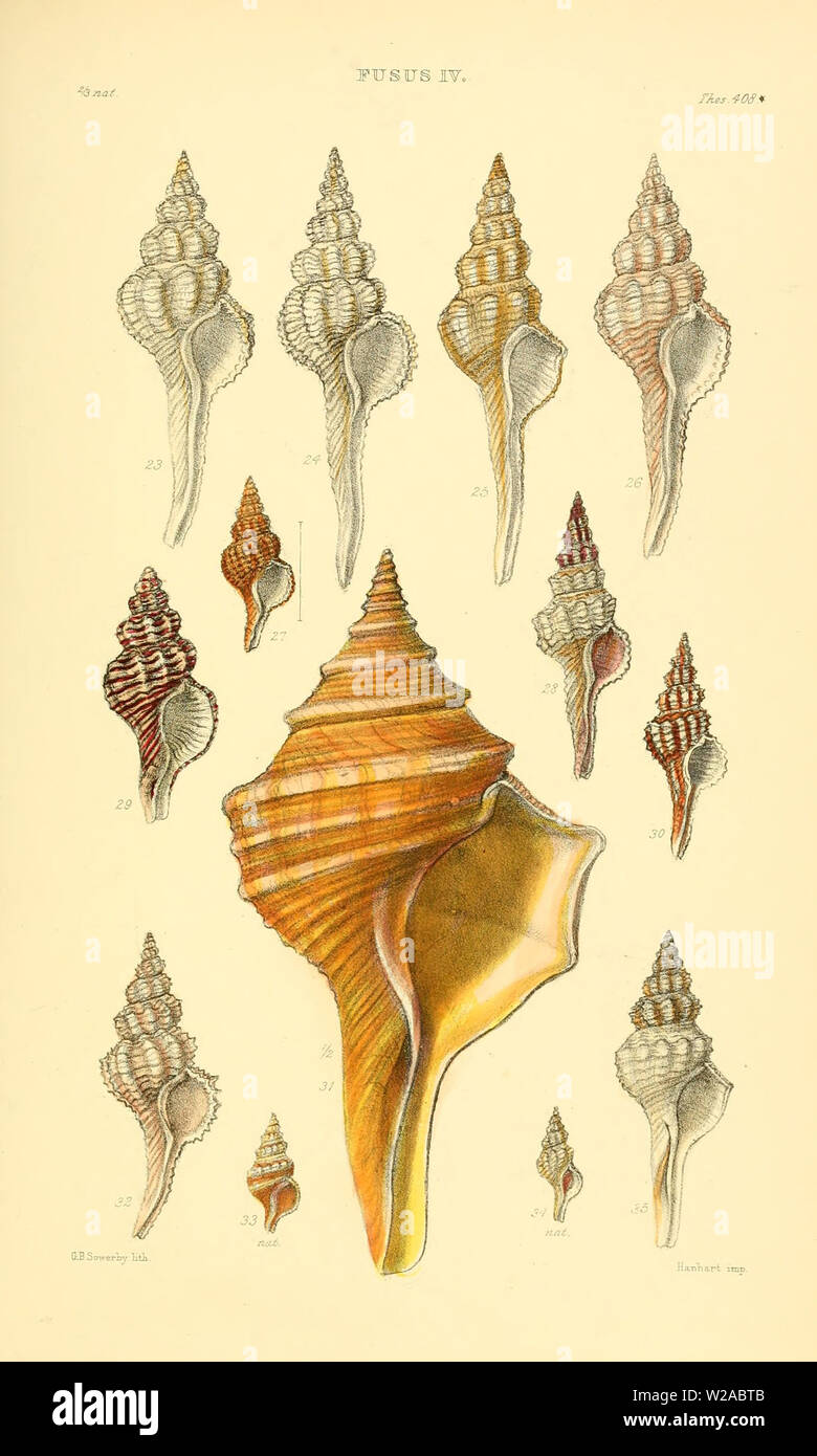 Beautiful vintage hand drawn illustrations of shells and conchs from ...