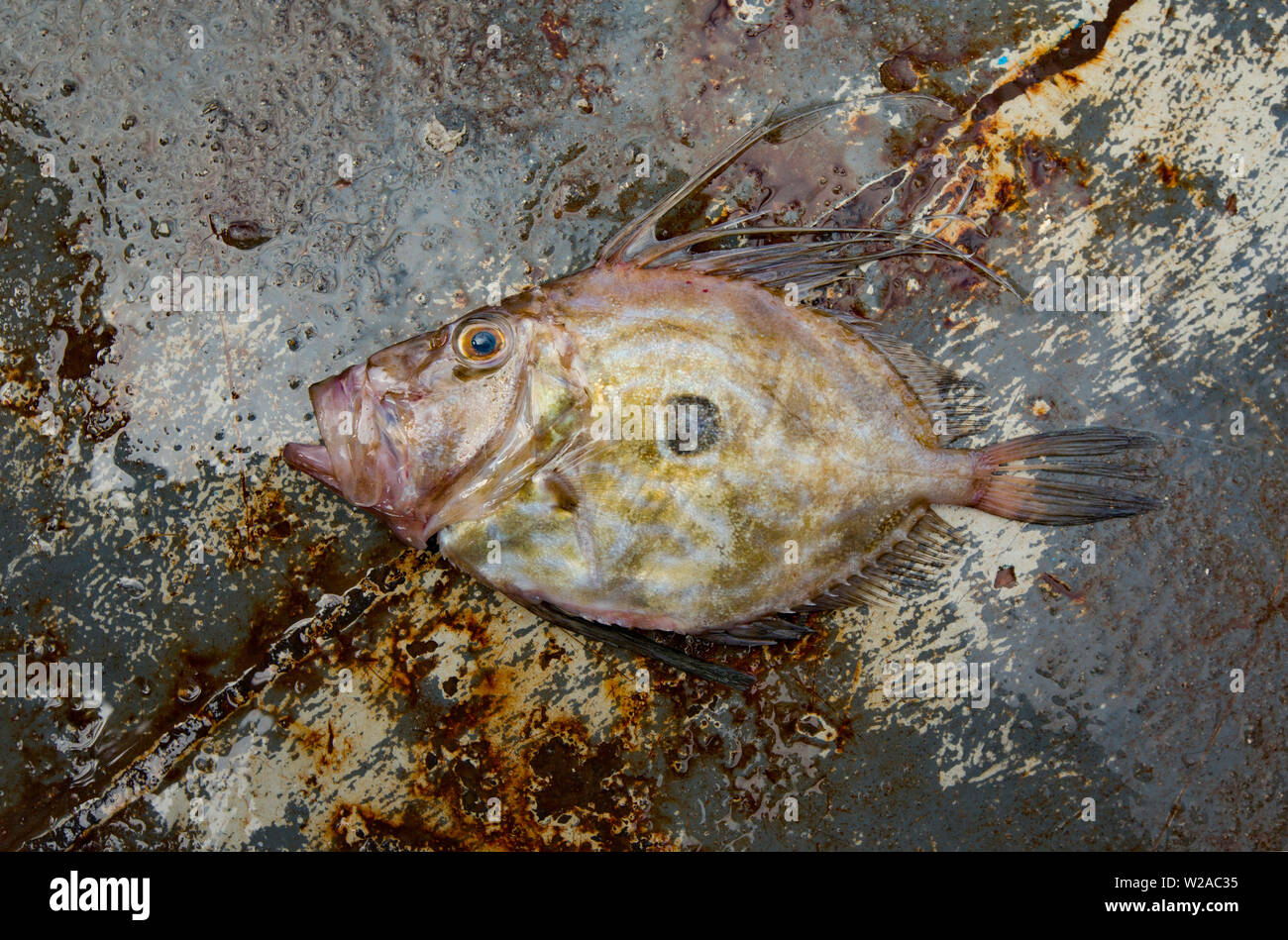 A John Dory, Zeus Faber, that was caught in the English Channel. The ...