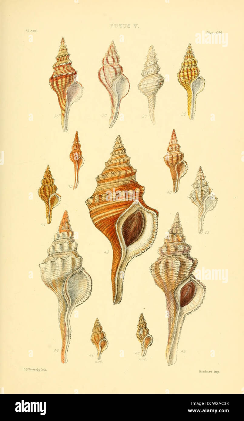 Beautiful vintage hand drawn illustrations of shells and conchs from ...