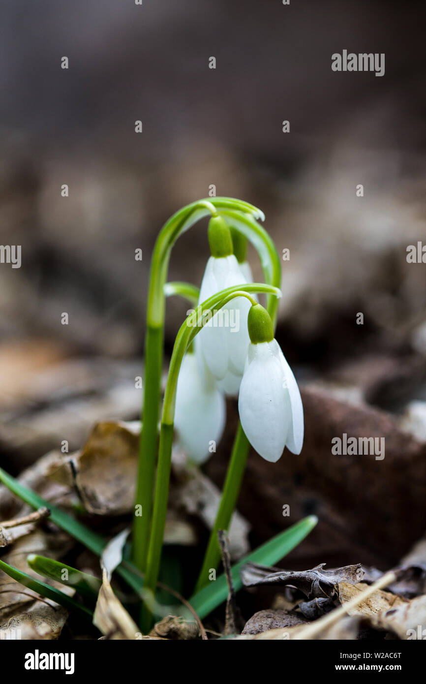 snow drop flowers Stock Photo - Alamy