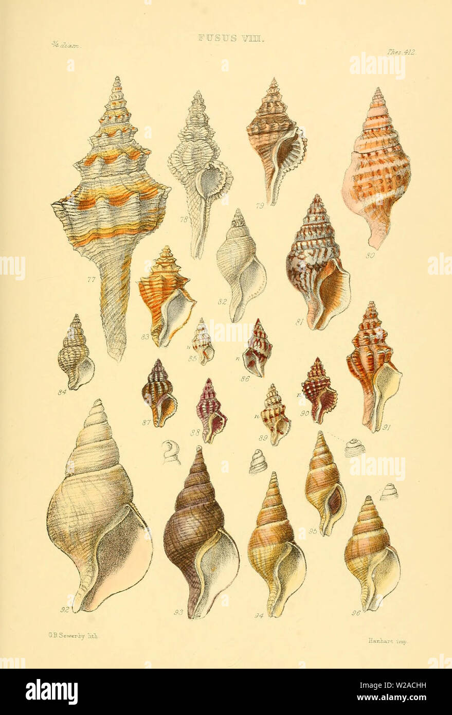 Beautiful vintage hand drawn illustrations of shells and conchs from ...