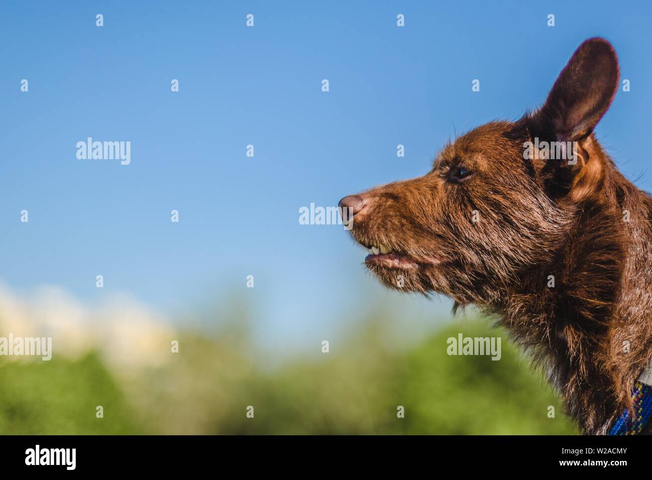 Side view portrait of ginger mongrel dog with flying ear standing in a ...