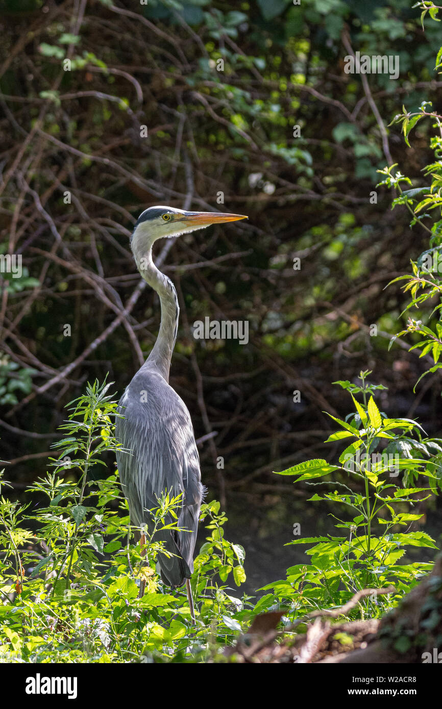Adult male grey heron hi-res stock photography and images - Alamy