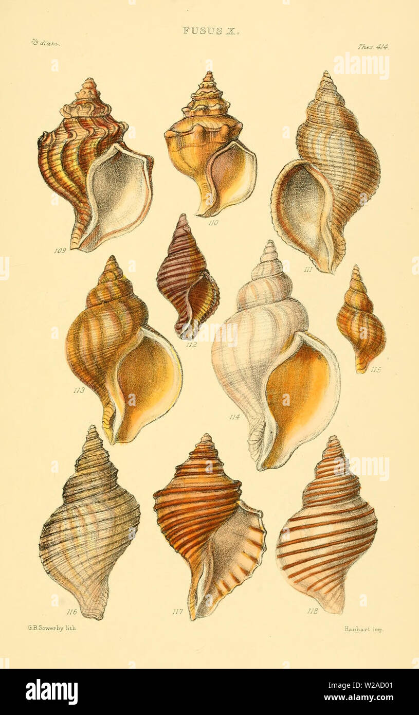 Vintage Shell Illustration