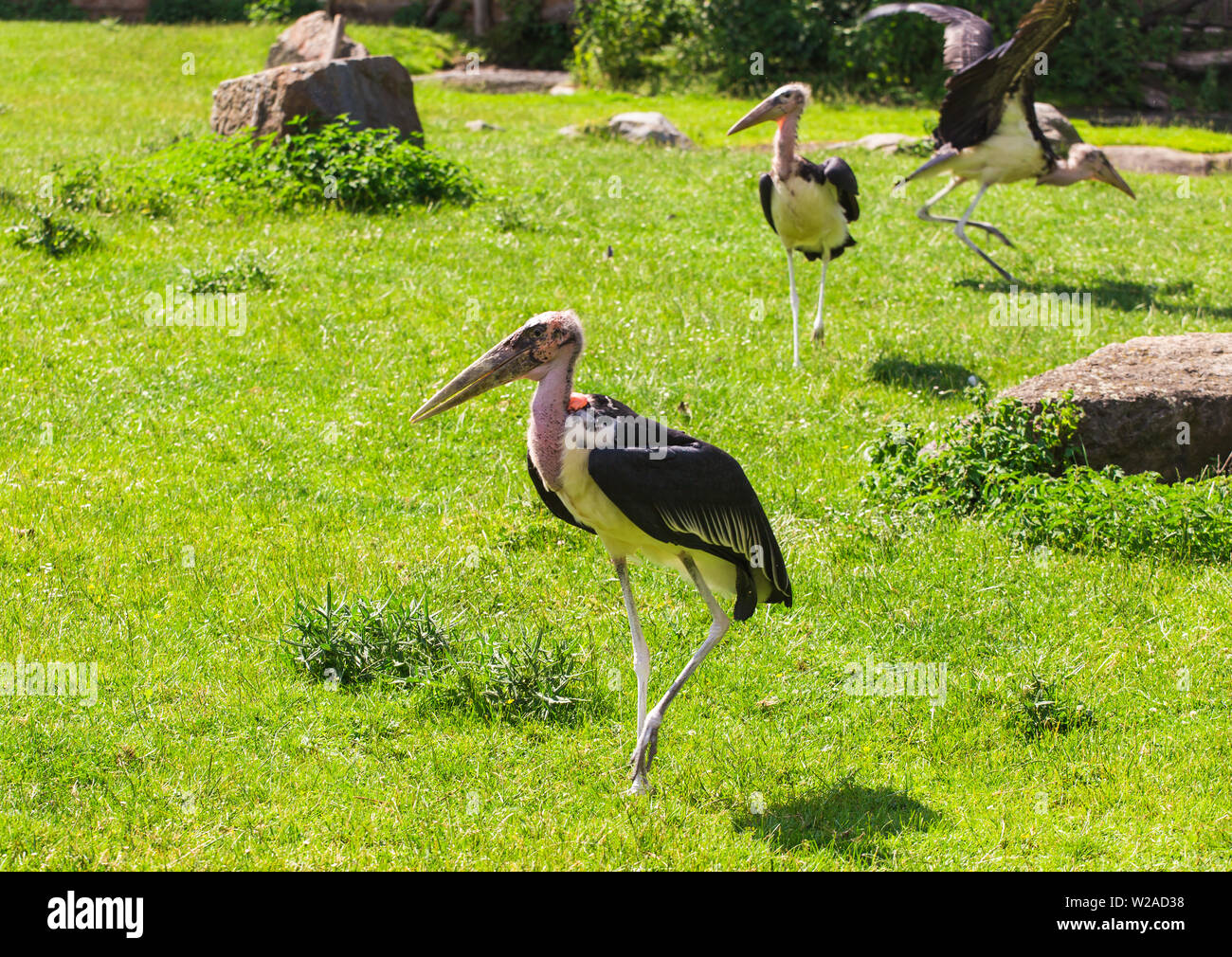 African stork marabou nest hi-res stock photography and images - Alamy
