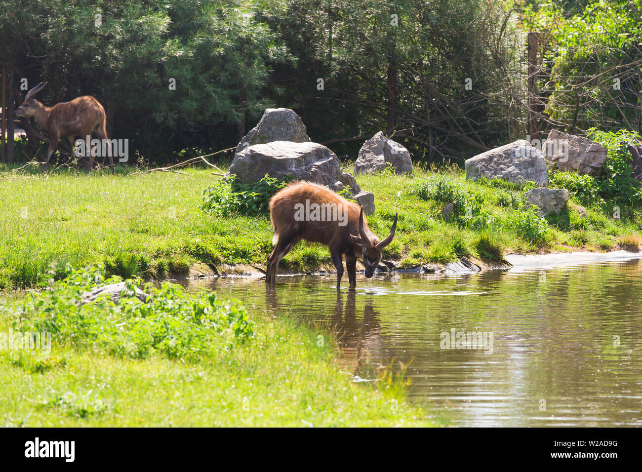 Deer Drinking From Pond High Resolution Stock Photography and Images ...