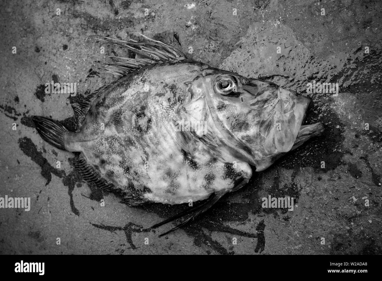 Dory fish hi-res stock photography and images - Alamy