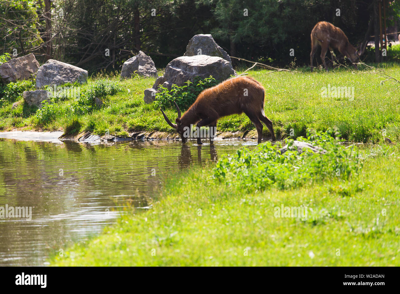 Deer drinking from pond hi-res stock photography and images - Alamy