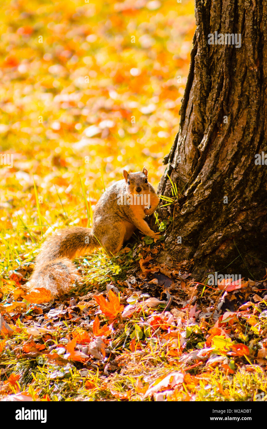 Squirrel ready to run up a tree Stock Photo - Alamy