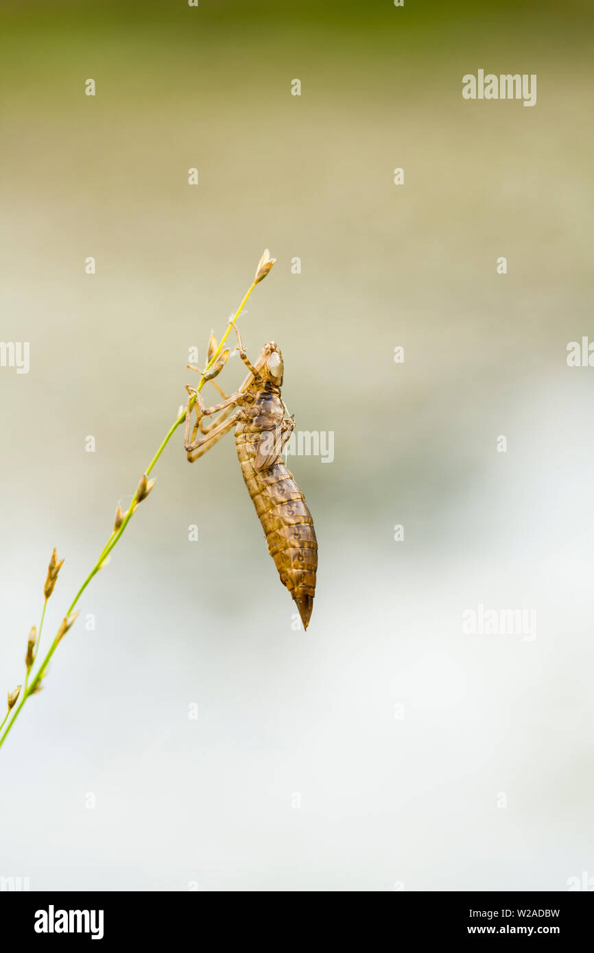 Exuvia of DRAGONFLY Anax imperator, Campanarios de Azaba Biological ...