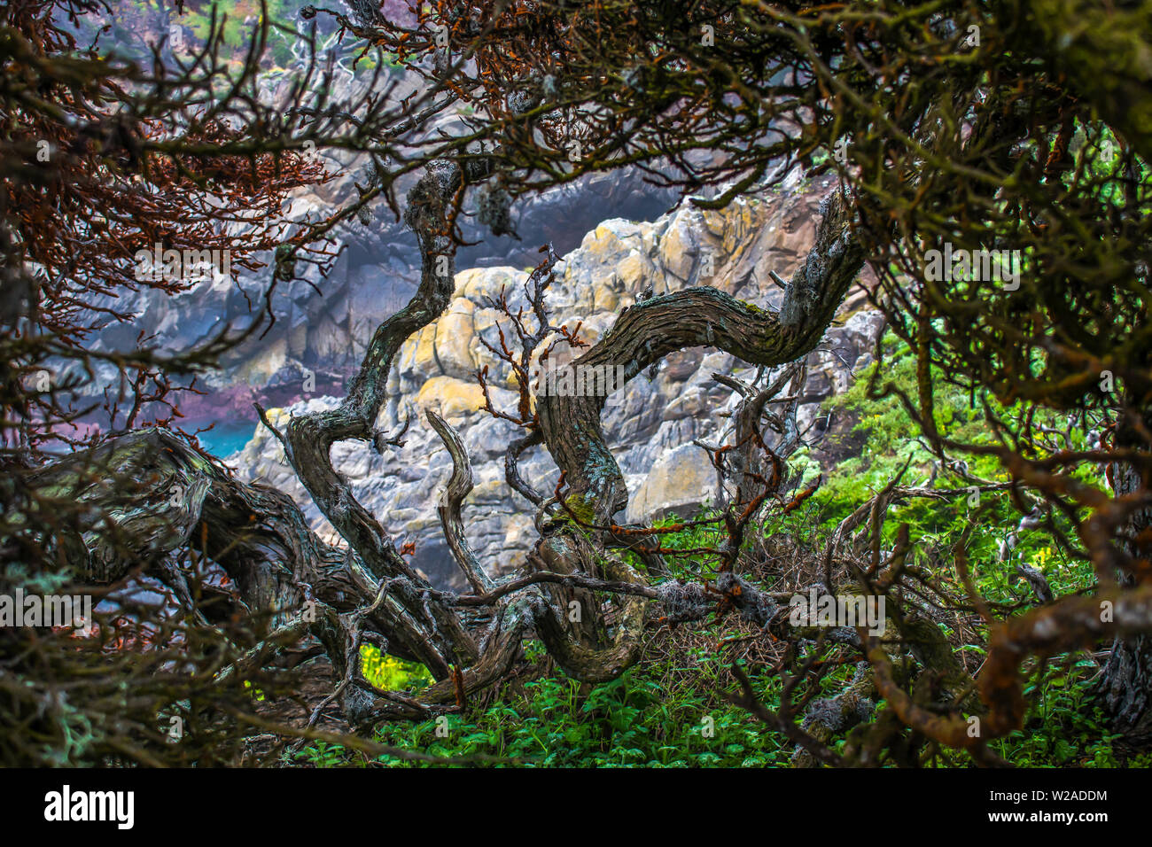 Twisted bark hi-res stock photography and images - Alamy