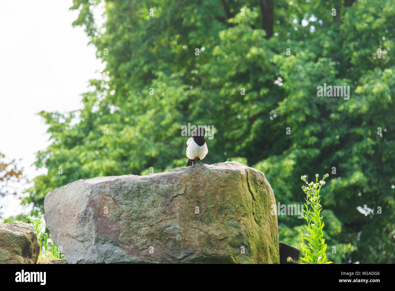 Beautiful Eurasian or European magpie, Common magpie bird perching on a ...