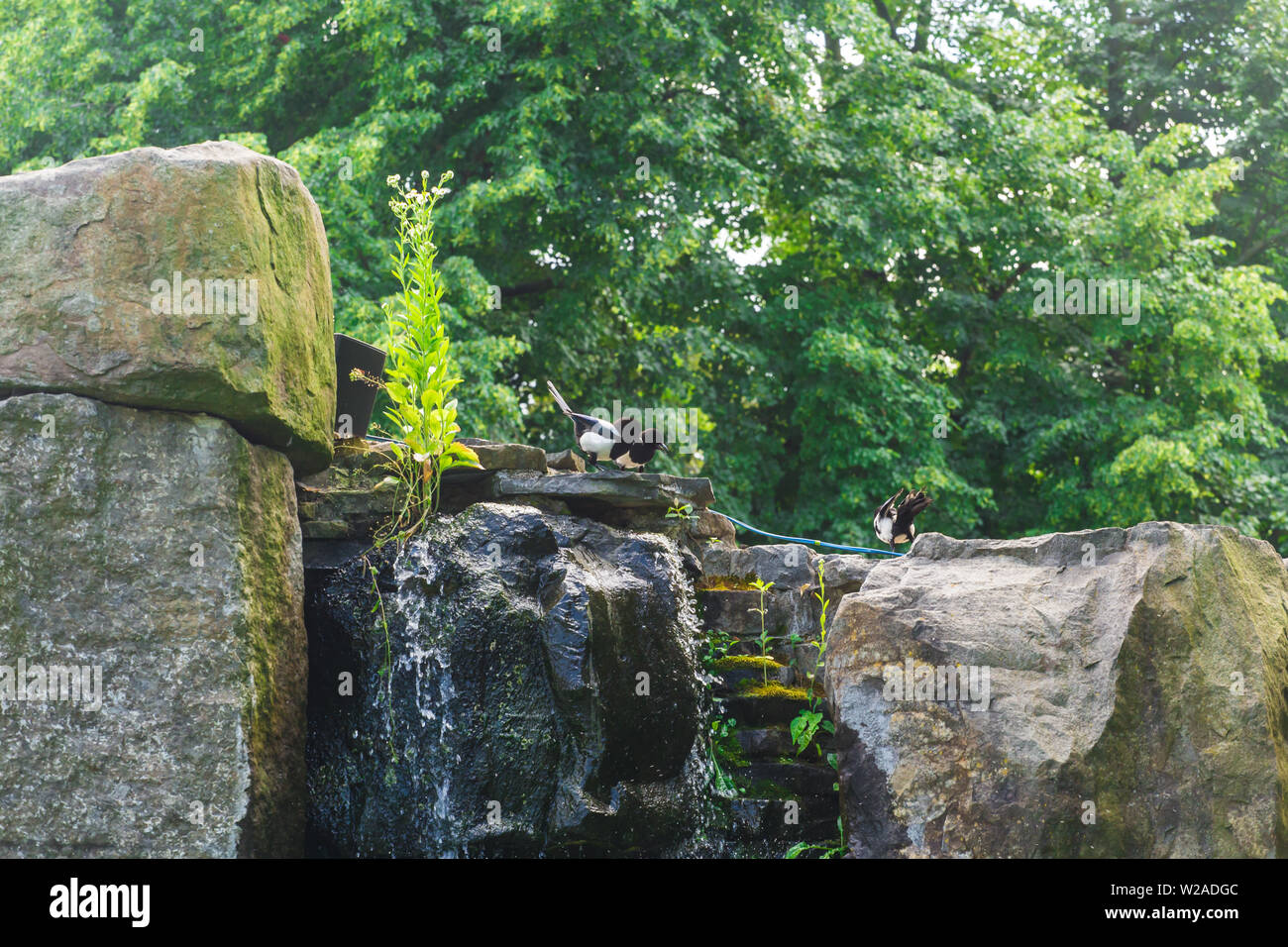 Beautiful Eurasian or European magpie, Common magpie bird perching on a ...