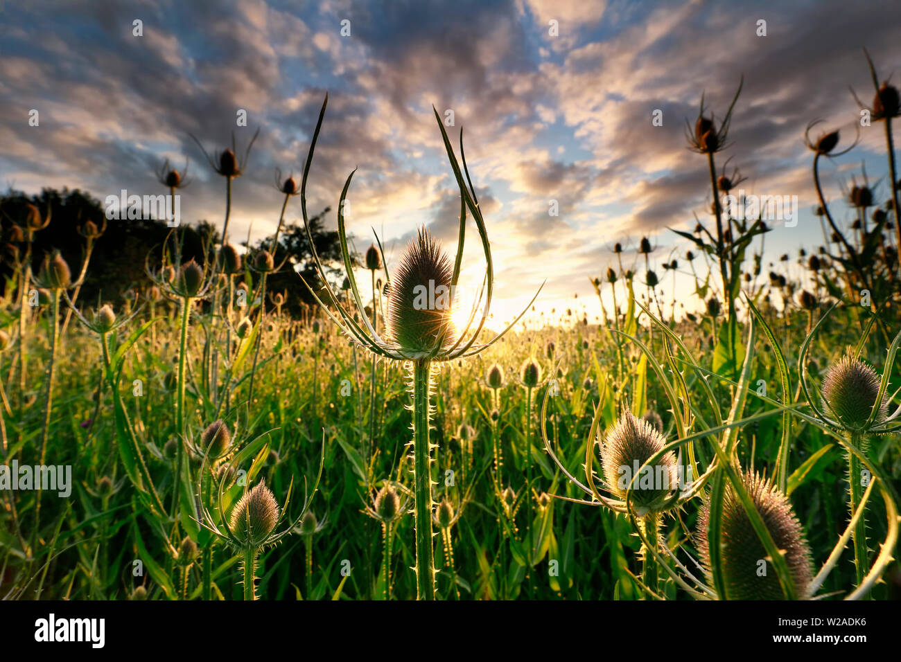 Wild dipsacus teasel wildflowers hi-res stock photography and images ...