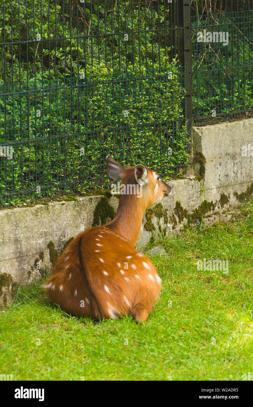 Back view of roe deer on the meadow. Zoo, wild animals and mammal ...