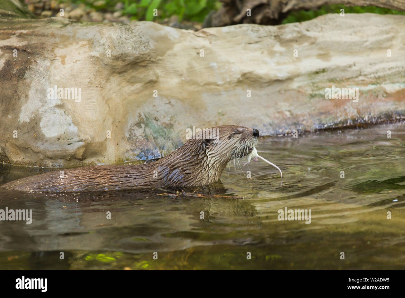 River Otter Food Chain