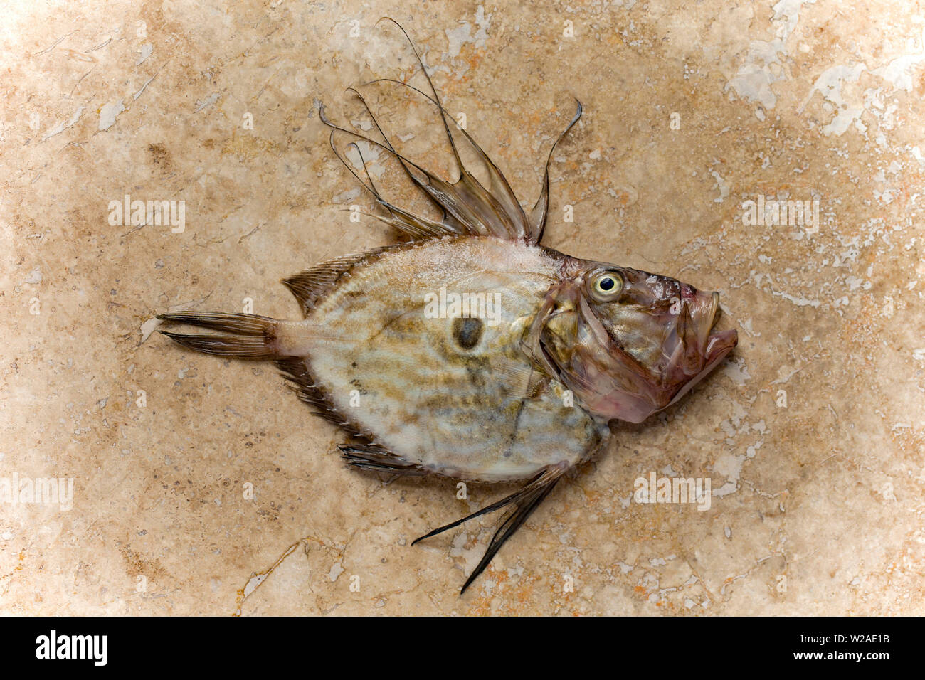 Dory fish hi-res stock photography and images - Alamy